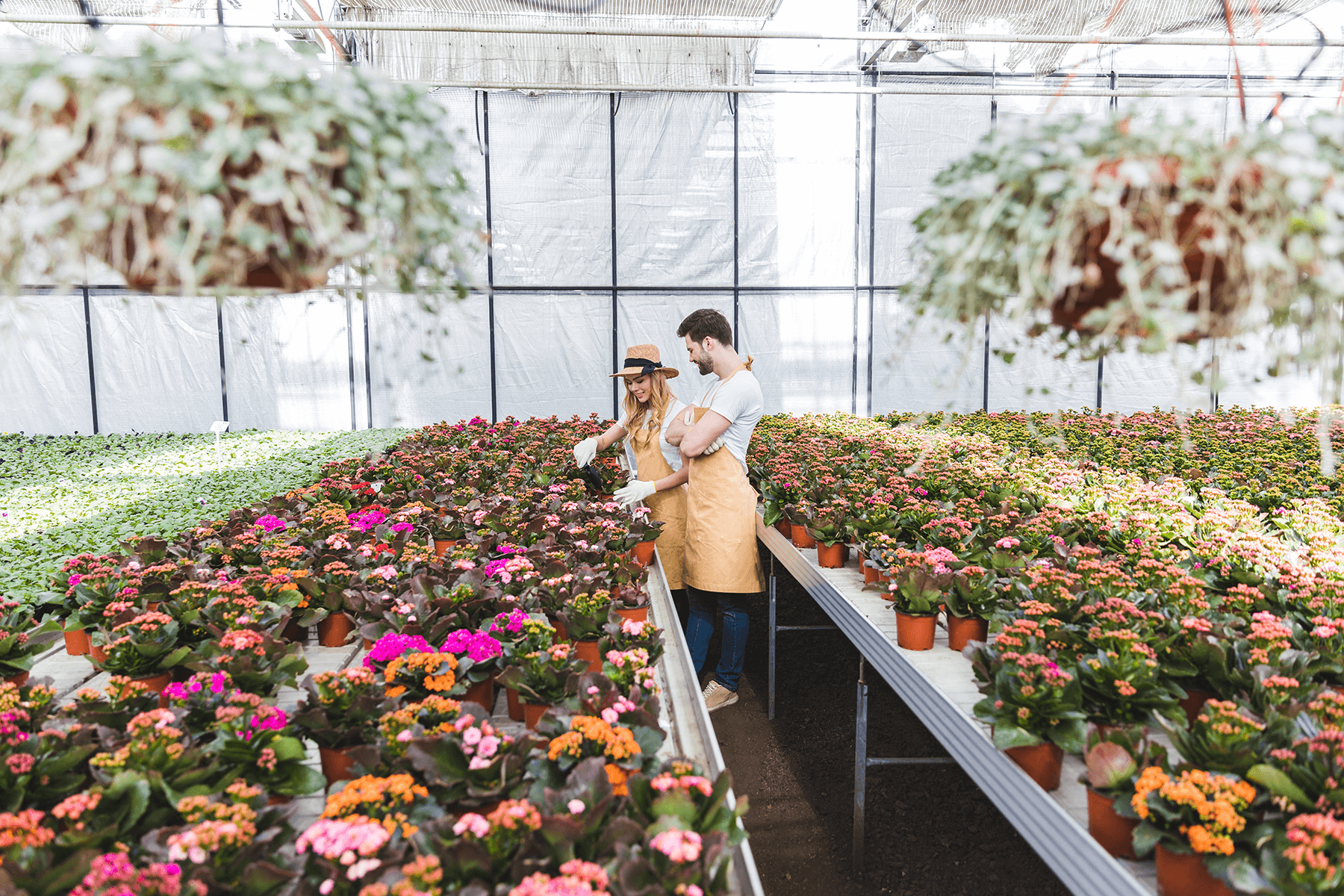 Horticulture and Land Management Archives - STUDYIN - RPL